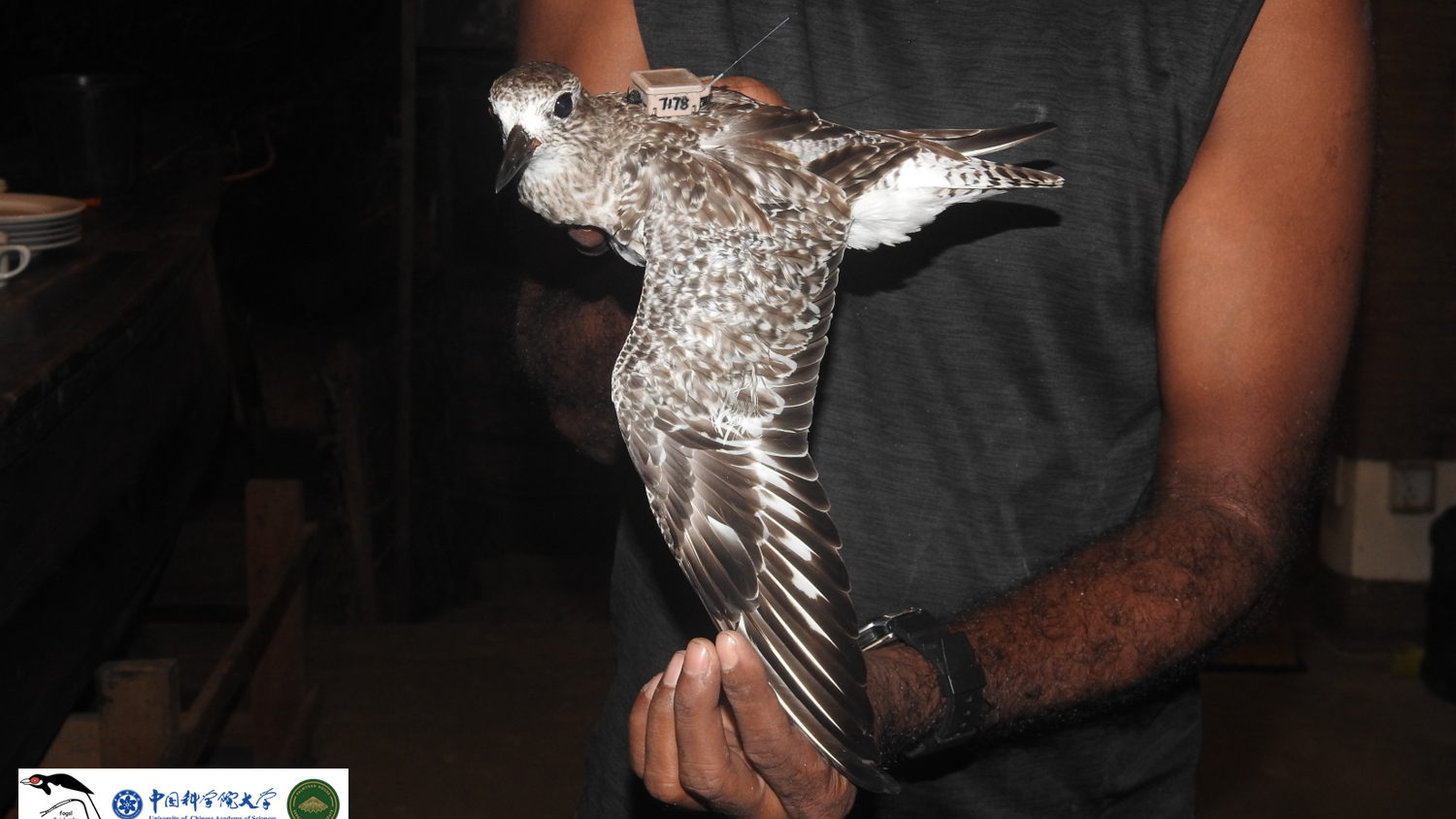 Sri Lanka’s first tagged shorebird to set foot in northern Russia | FOGSL