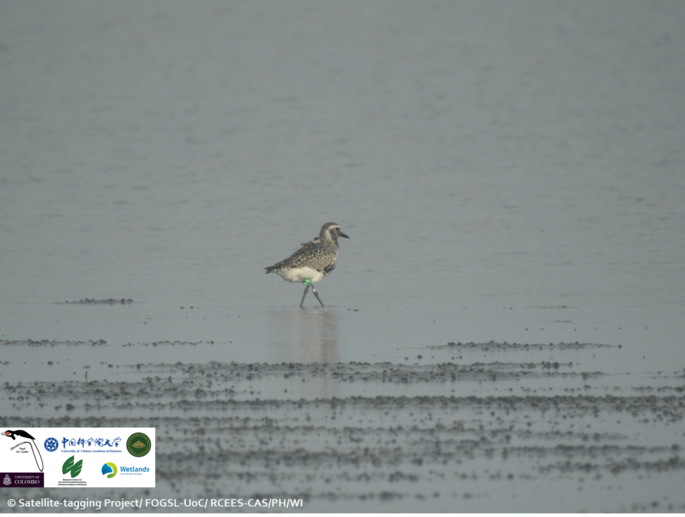 Sri Lanka’s first tagged shorebird to set foot in northern Russia | FOGSL